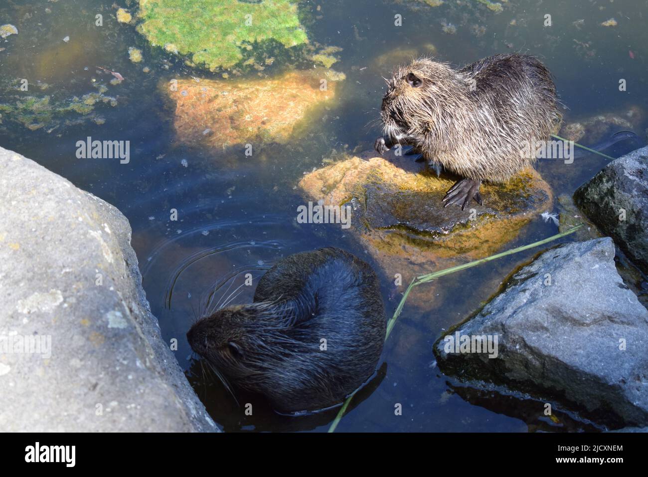 Nutria myocastor coypus underwater hi-res stock photography and images - Alamy