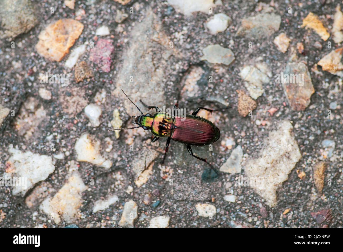 Shimmering detail hi-res stock photography and images - Alamy