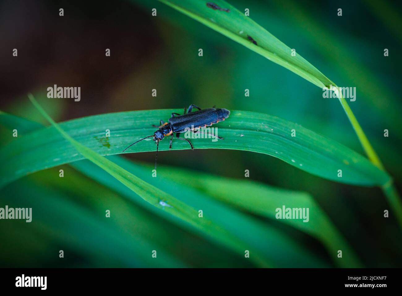 Bug and to a of the above hi-res stock photography and images - Alamy