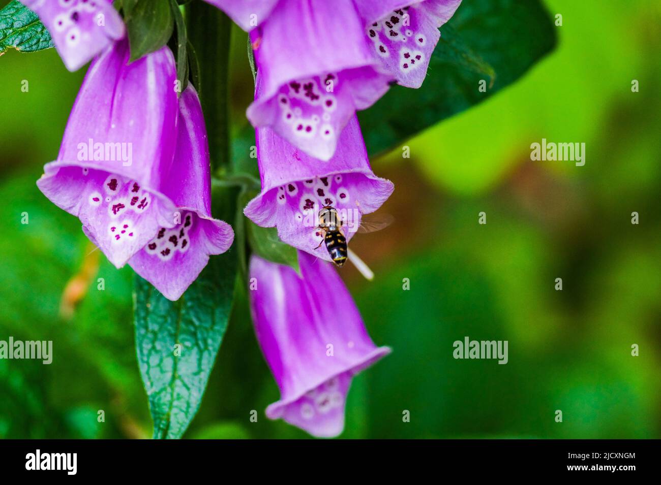 Thimble flower hi-res stock photography and images - Alamy