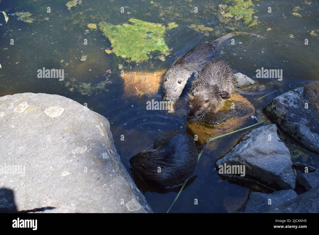 Nutria at a pond Stock Photo - Alamy