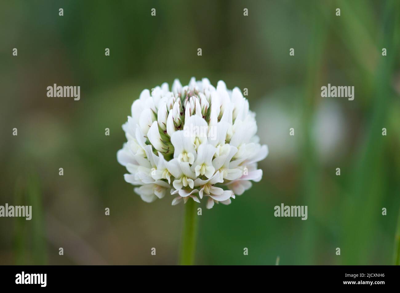 white clover flower Stock Photo - Alamy