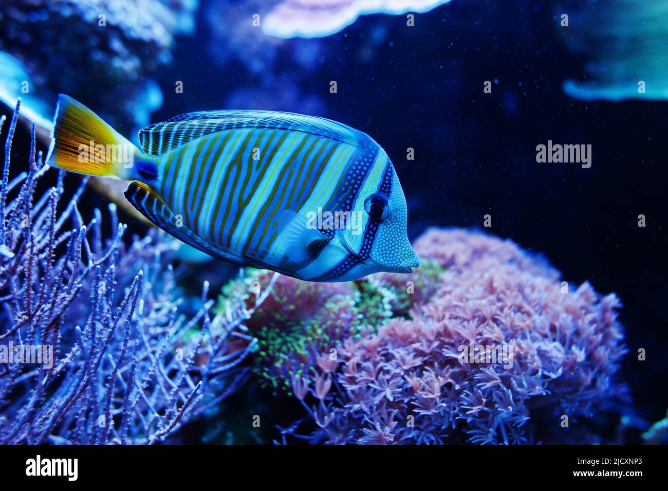 Blue tang or surgeonfish fish at aquarium Stock Photo - Alamy