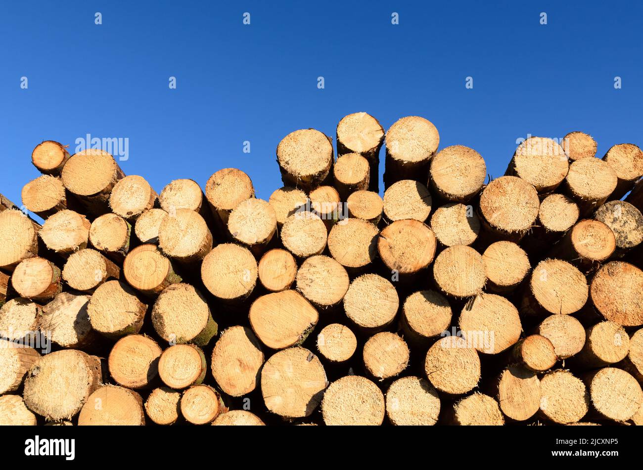 Stack of felled logs with visible cross-section ready for transport at ...