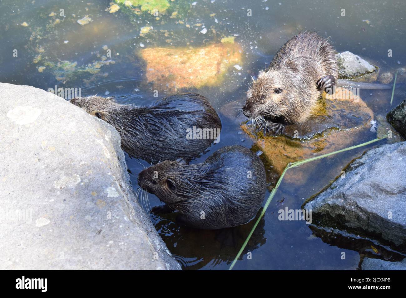 Nutria at a pond Stock Photo - Alamy