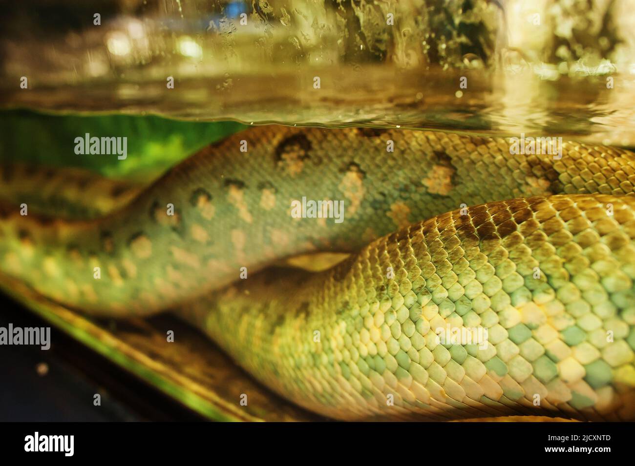 Anaconda water Boa snake at aquarium Stock Photo - Alamy