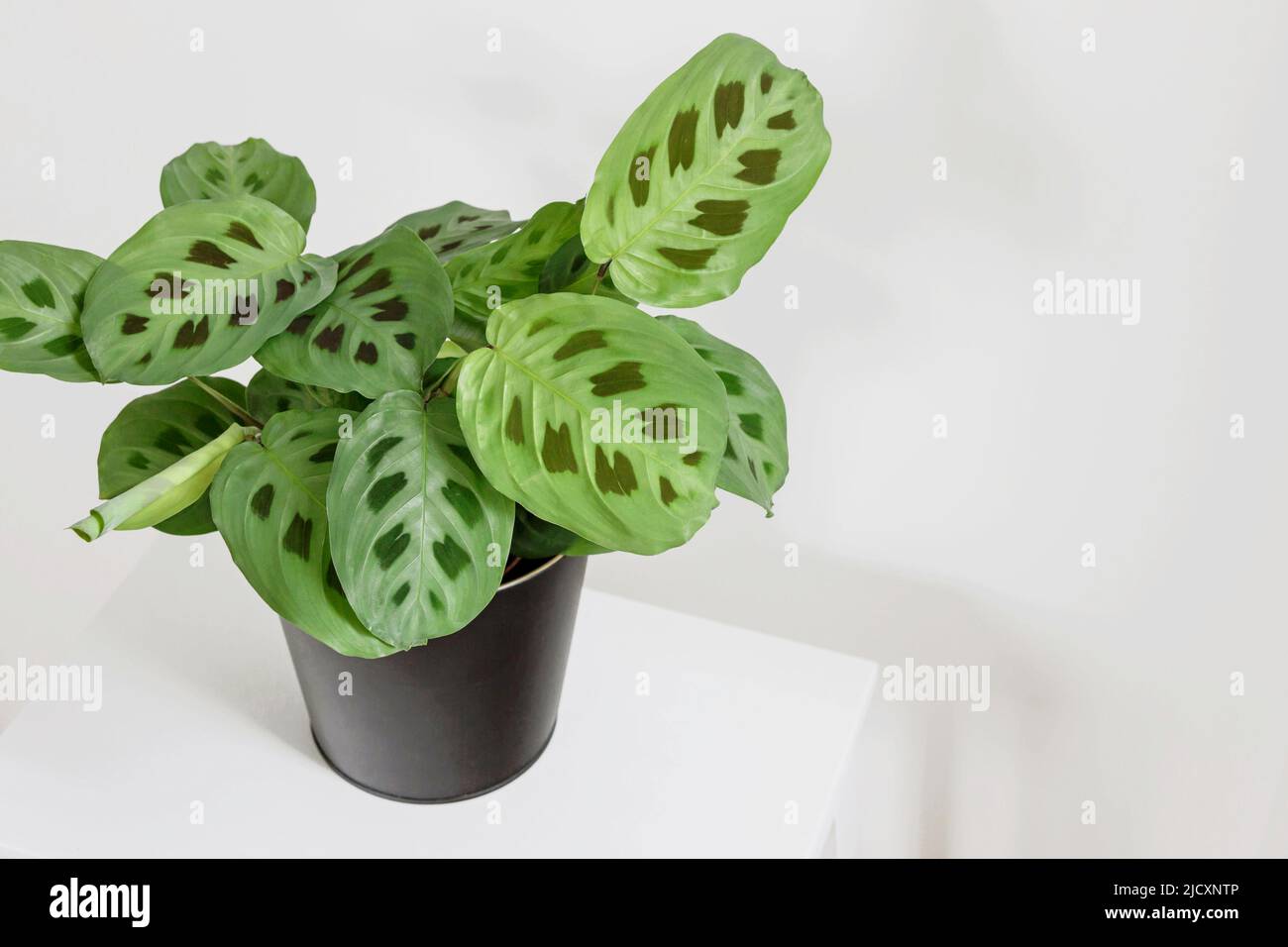 green maranta leuconeura kerchoveana plant in pot with white background ...