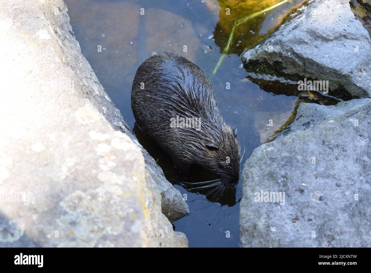 Nutria babies hi-res stock photography and images - Alamy
