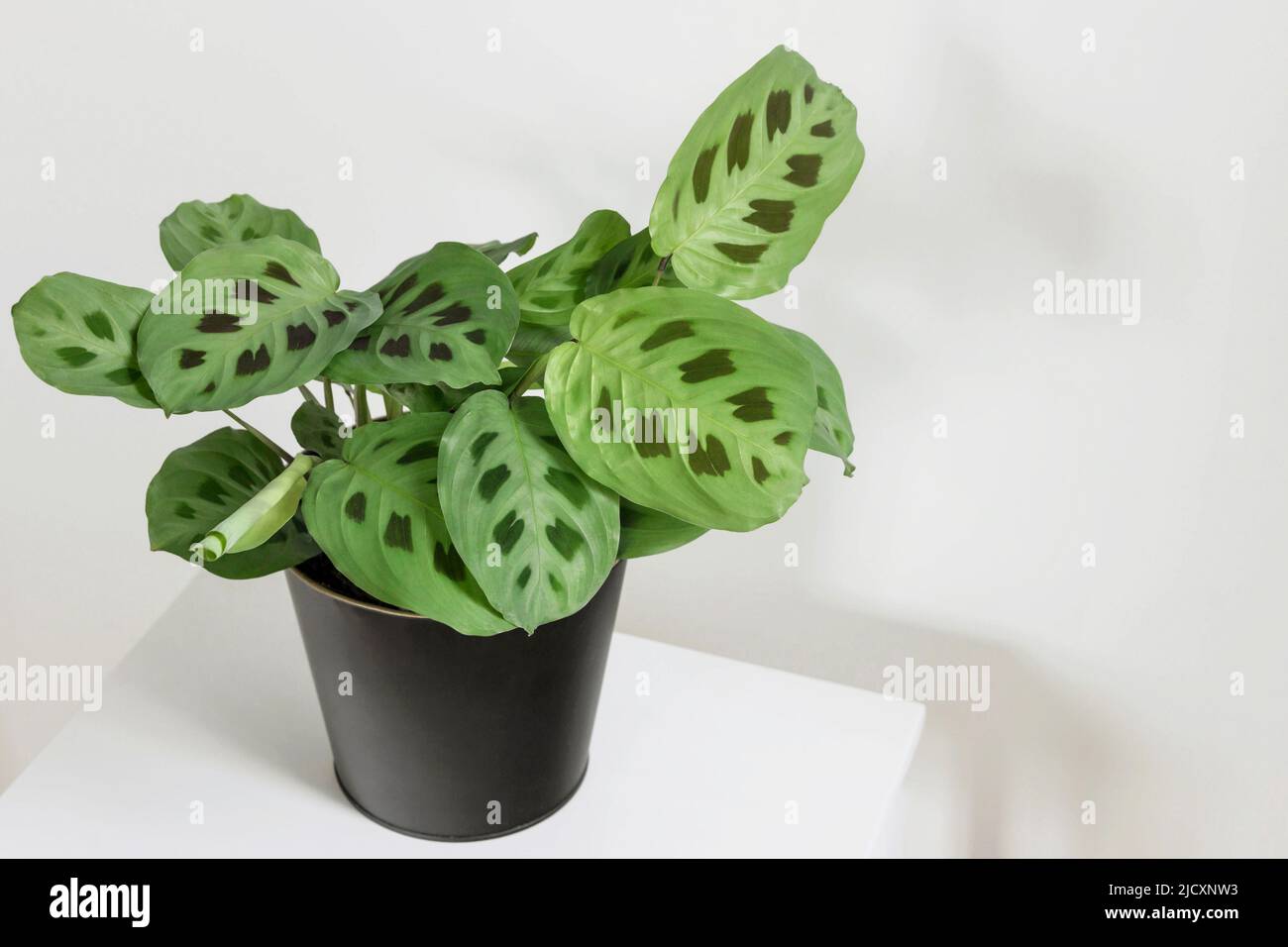 green maranta leuconeura kerchoveana plant in pot with white background ...