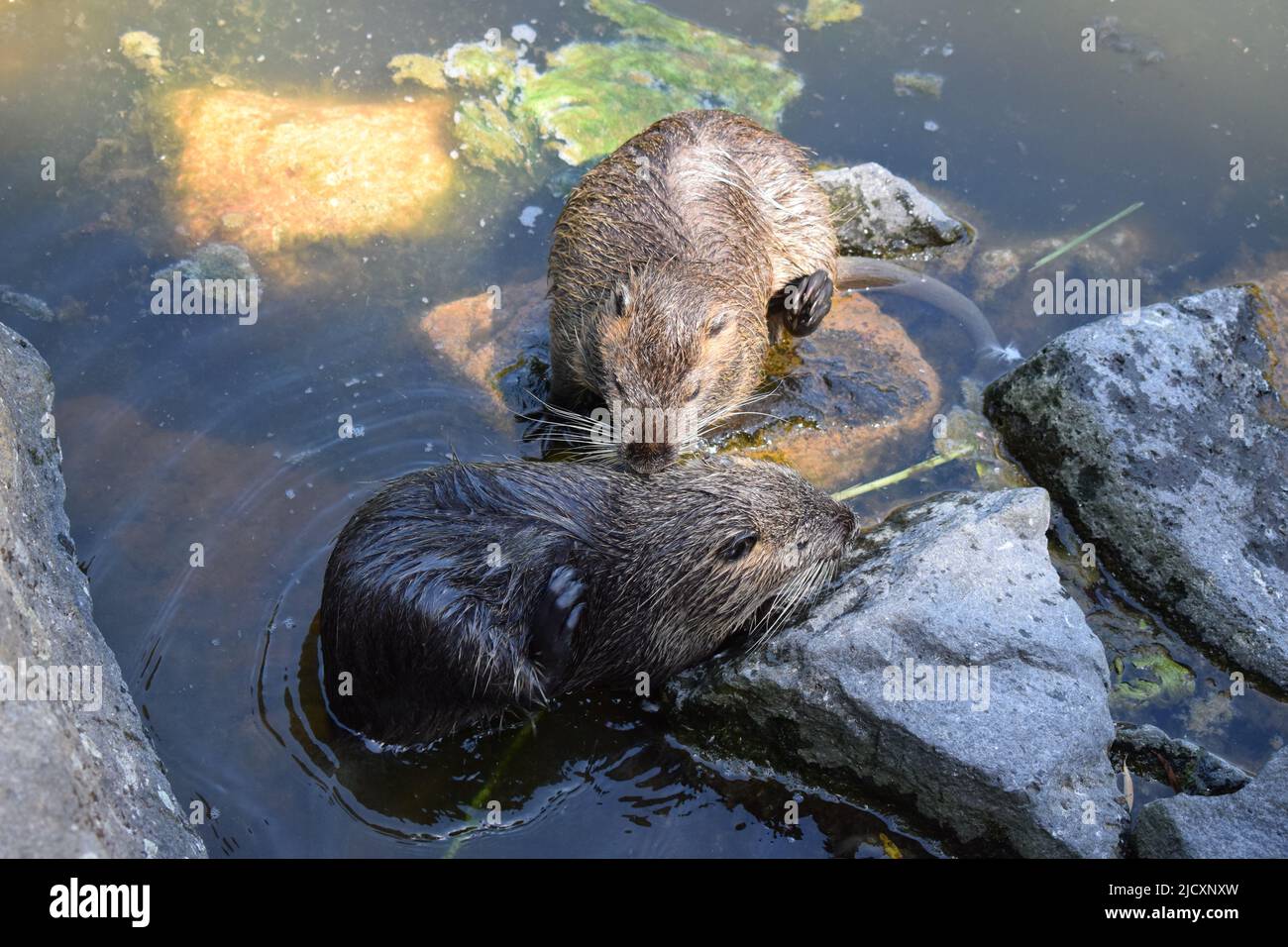 Nutria babies hi-res stock photography and images - Alamy