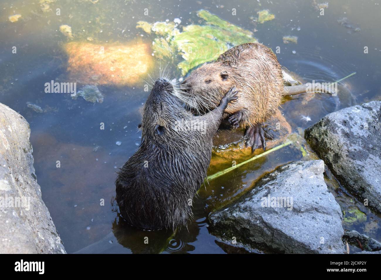 Nutria babies hi-res stock photography and images - Alamy