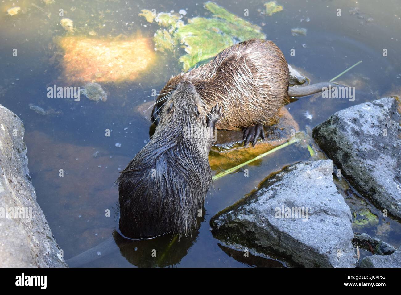 Nutria bay hi-res stock photography and images - Alamy