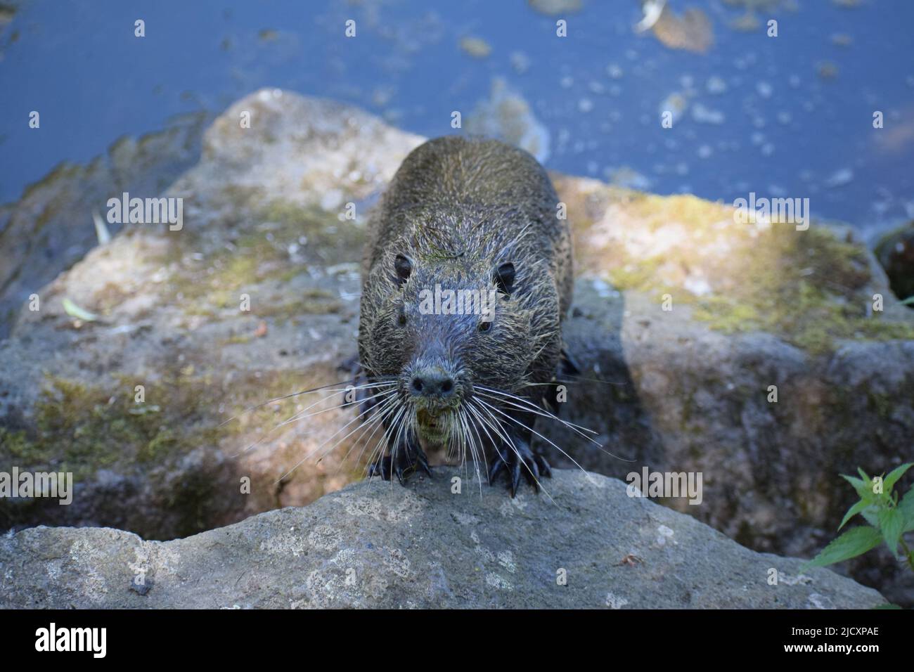 Nutria at a pond Stock Photo - Alamy
