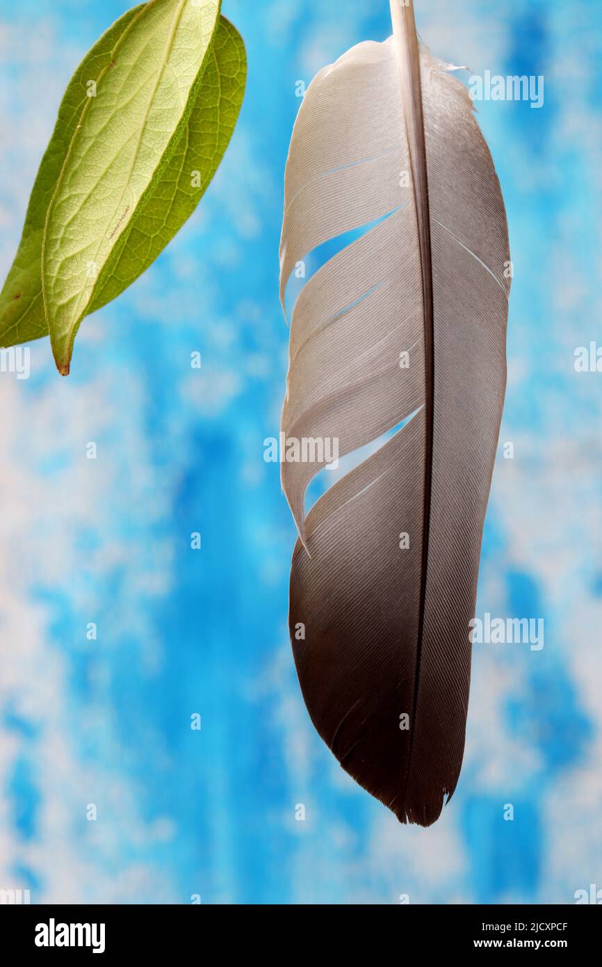 Feather layout hi-res stock photography and images - Alamy