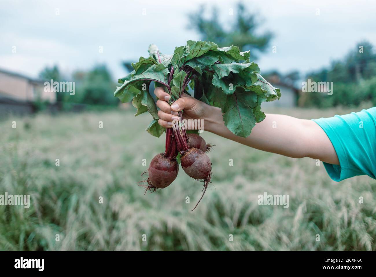 Harvesting. Person holding a bunch of beetroot eco fresh red organic ...