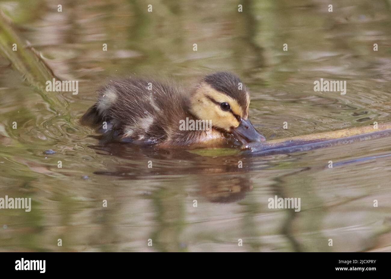 Human made pond hi-res stock photography and images - Alamy