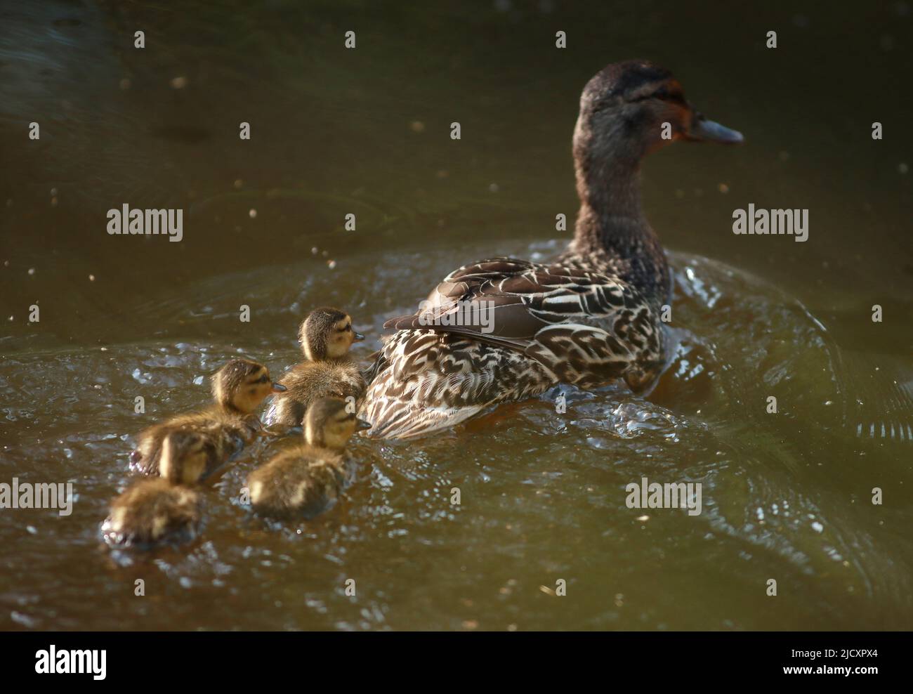 Cary, North Carolina, USA. 16th June, 2022. A female mallard swims with ...