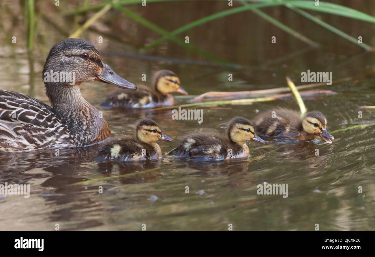 Human made pond hi-res stock photography and images - Alamy