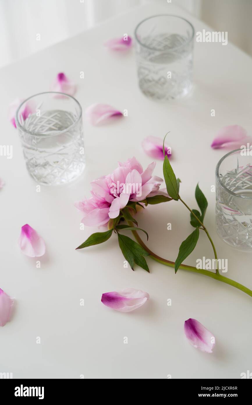 high angle view of pink peony and glasses with water on white tabletop ...