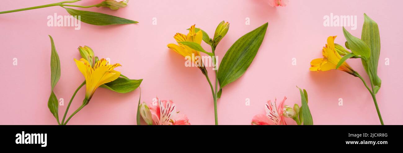 top view of alstroemeria flowers on pink background, banner Stock Photo ...