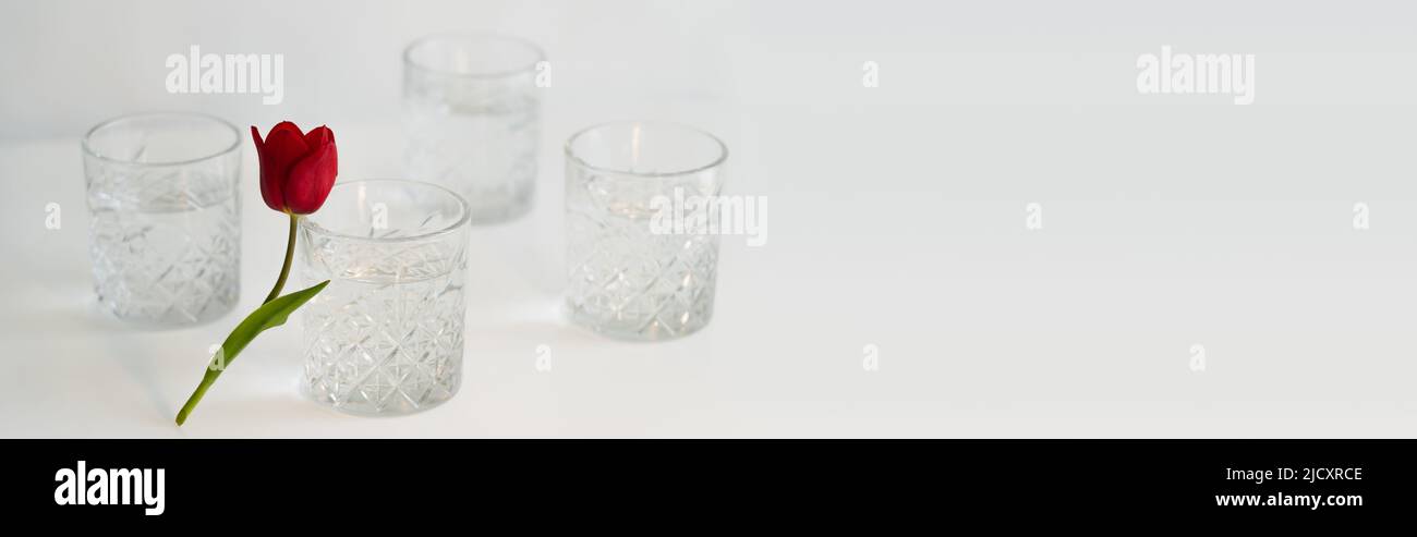 crystal faceted glasses with water and red tulip on white background ...