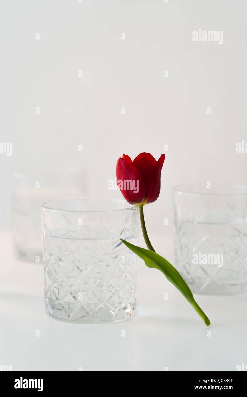 red tulip near glasses with pure water on grey blurred background Stock ...