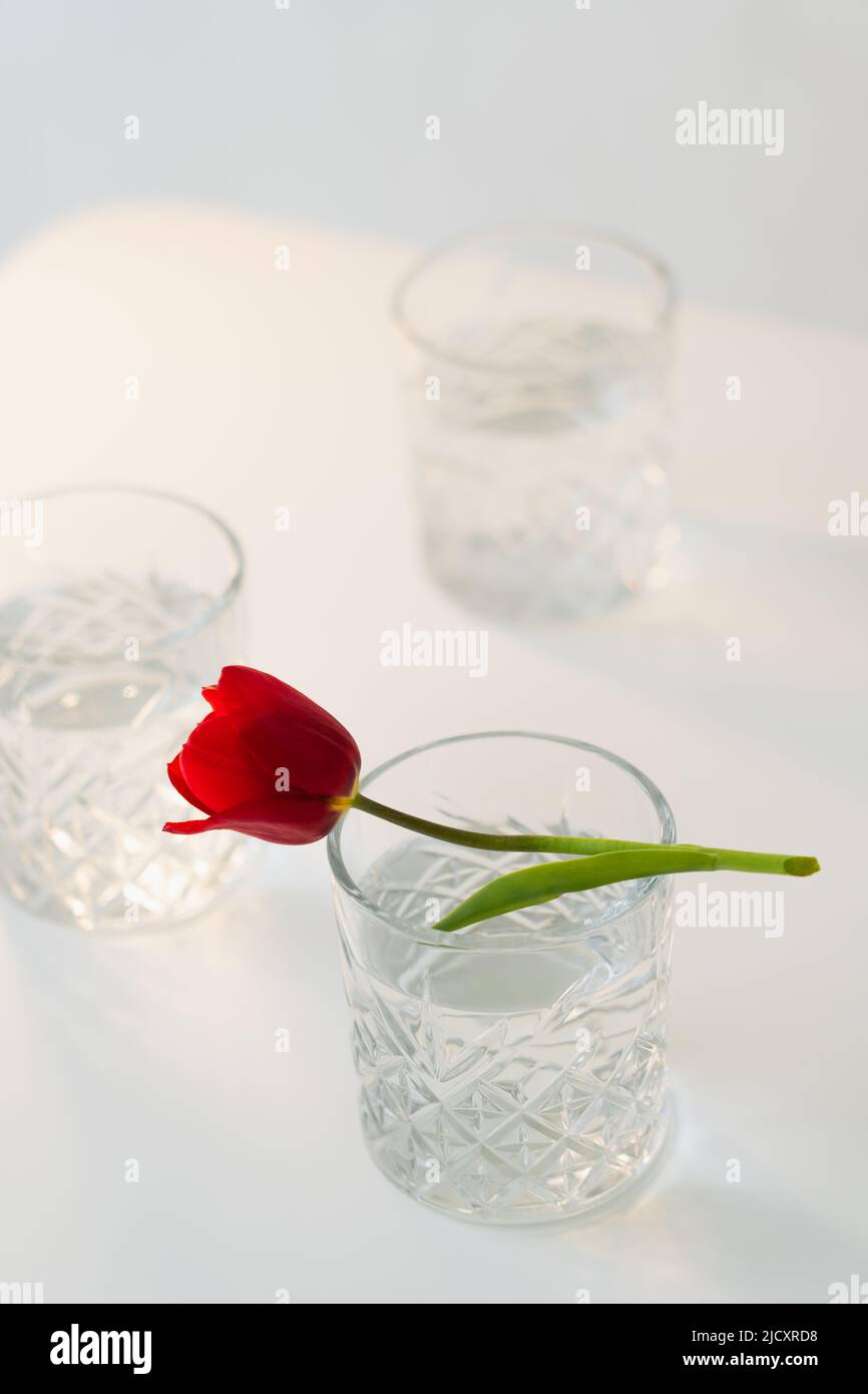 crystal glasses with clean water and red tulip on white surface ...