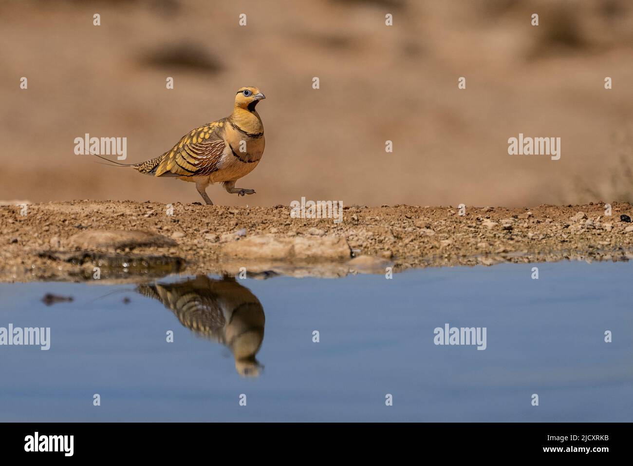 The pin-tailed sandgrouse (Pterocles alchata) is a medium large bird in ...