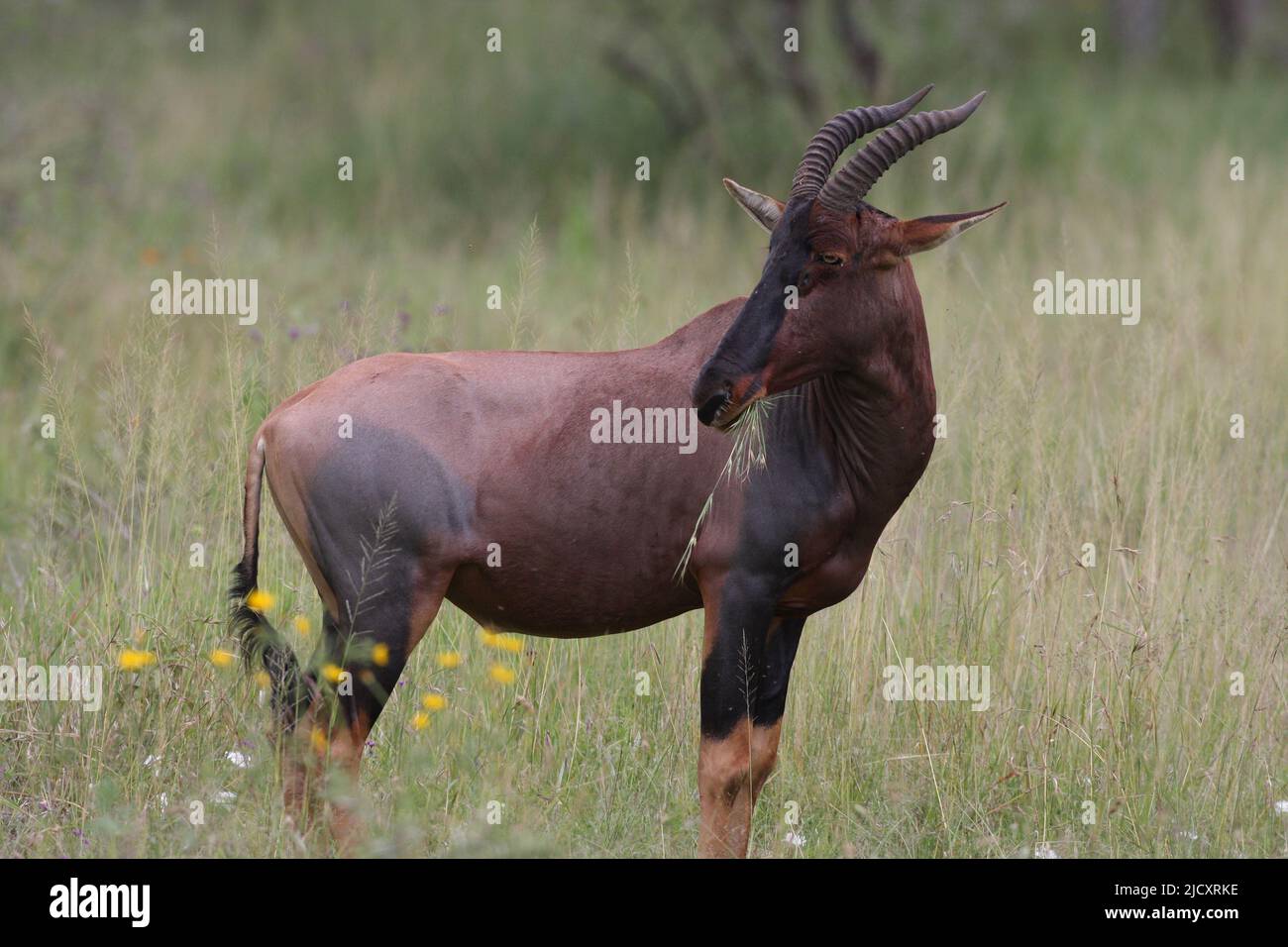 Damaliscus tiang hi-res stock photography and images - Alamy
