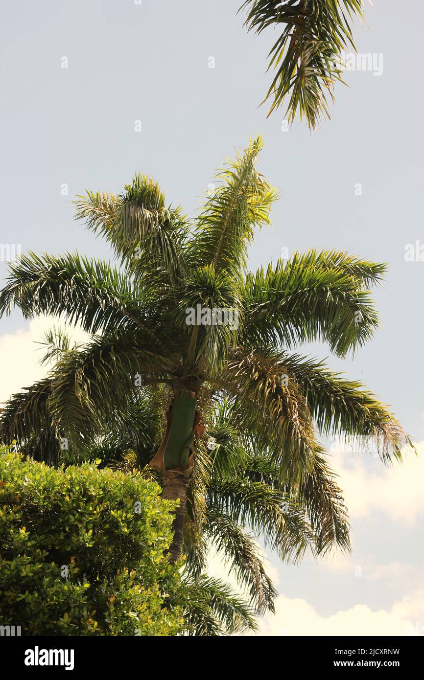 Beautiful tropical palm trees growing in the bright summer sun Stock ...