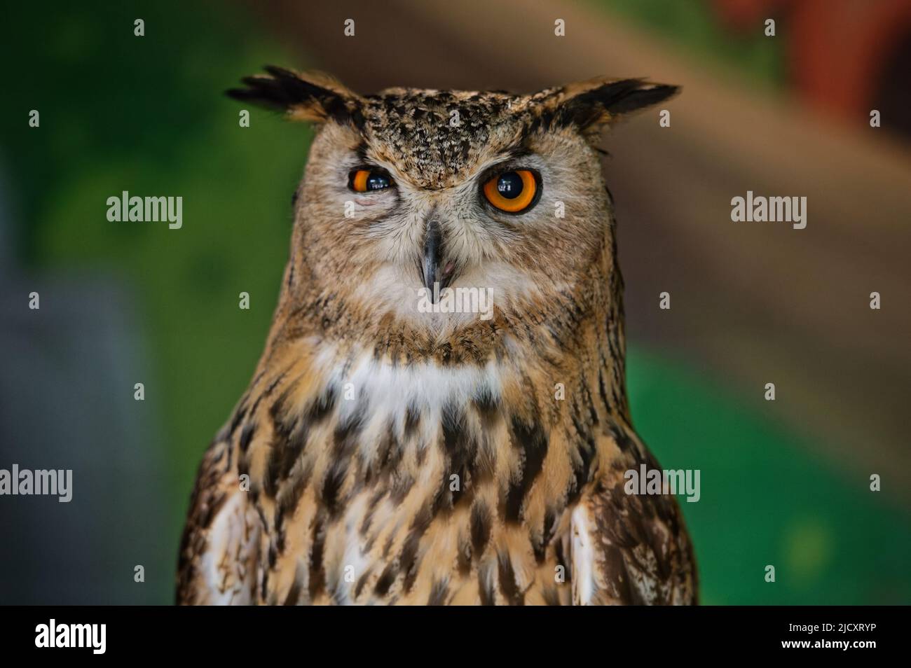 An common owl, bubo bubo, looks into the camera, squinting one eye. The ...
