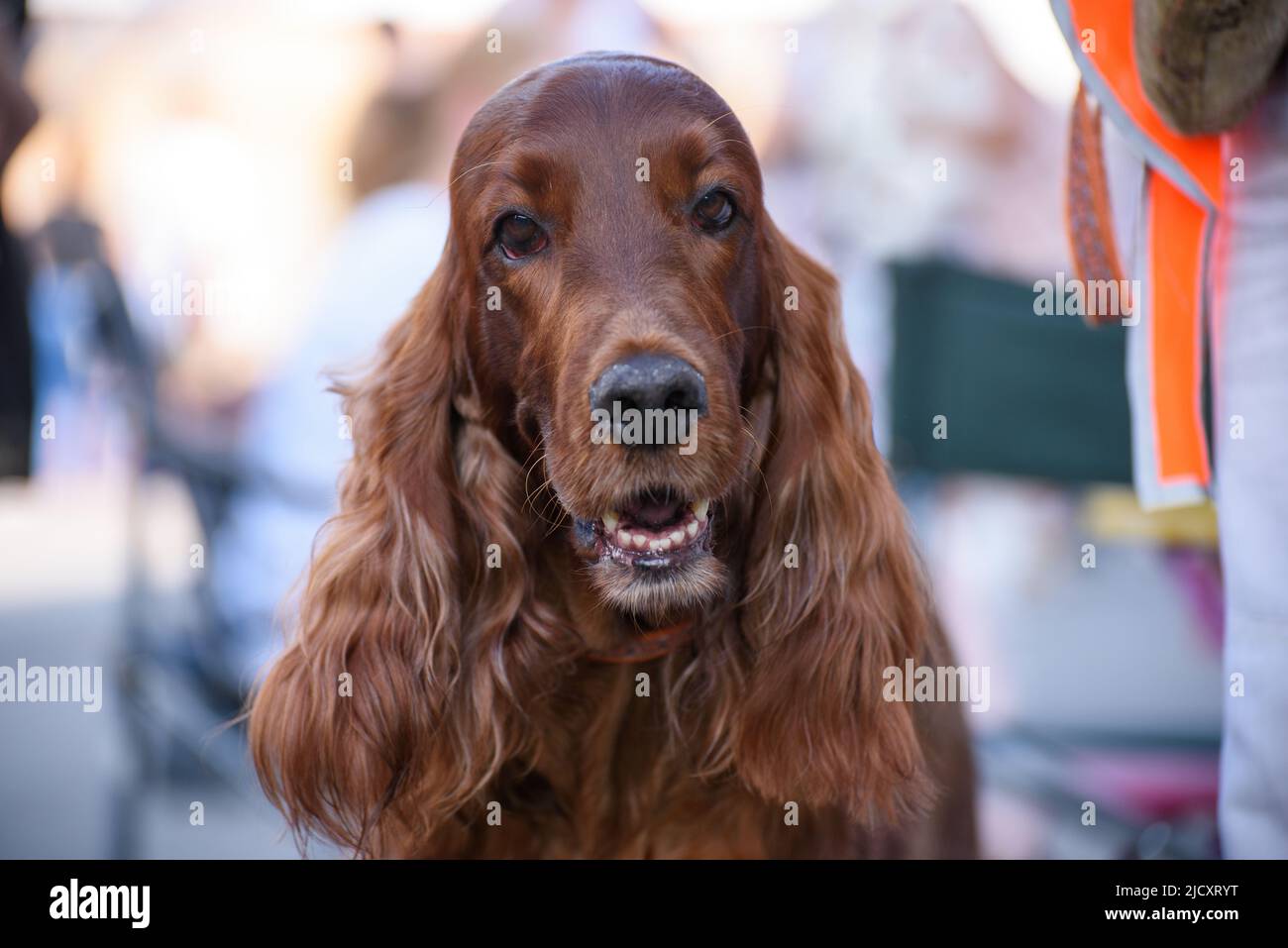 Irish setter face hi-res stock photography and images - Alamy