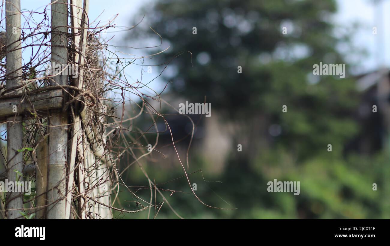 plant roots encircling the fence Stock Photo - Alamy