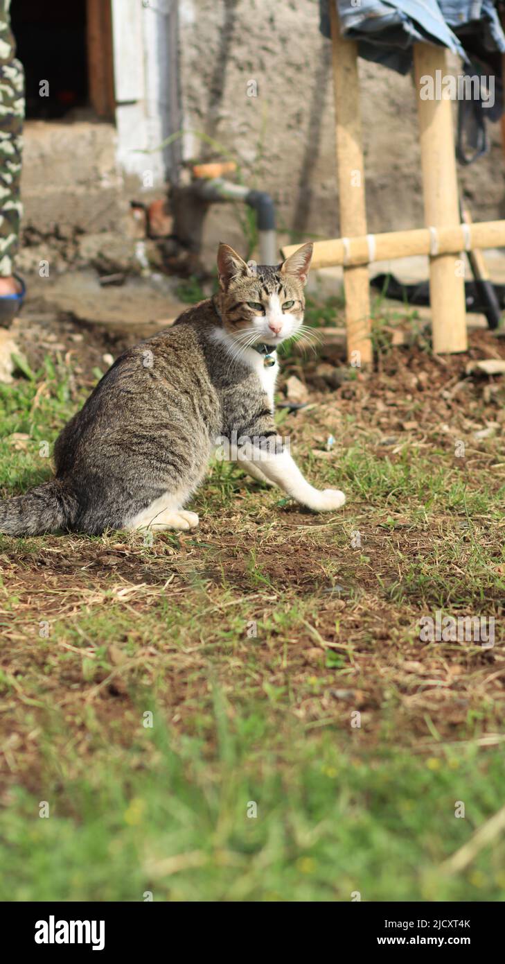 Cat cute in the morning Stock Photo - Alamy