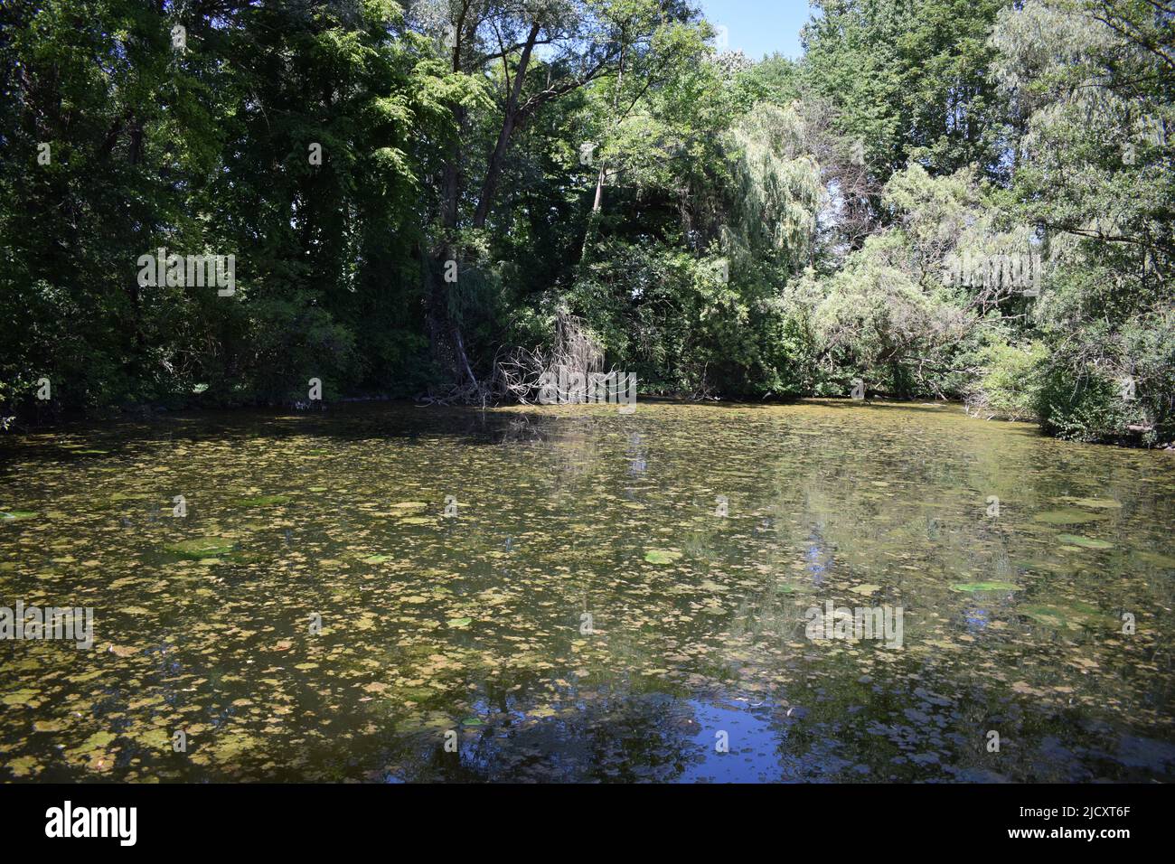pond in a park reclaimed by wildlife Stock Photo - Alamy