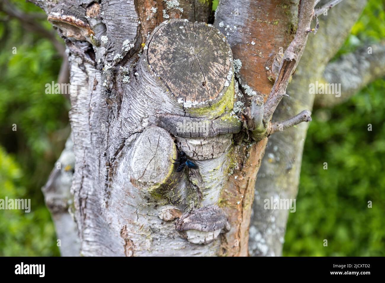 A wonderful blue wood bee works on the trunk of an old tree Stock Photo ...
