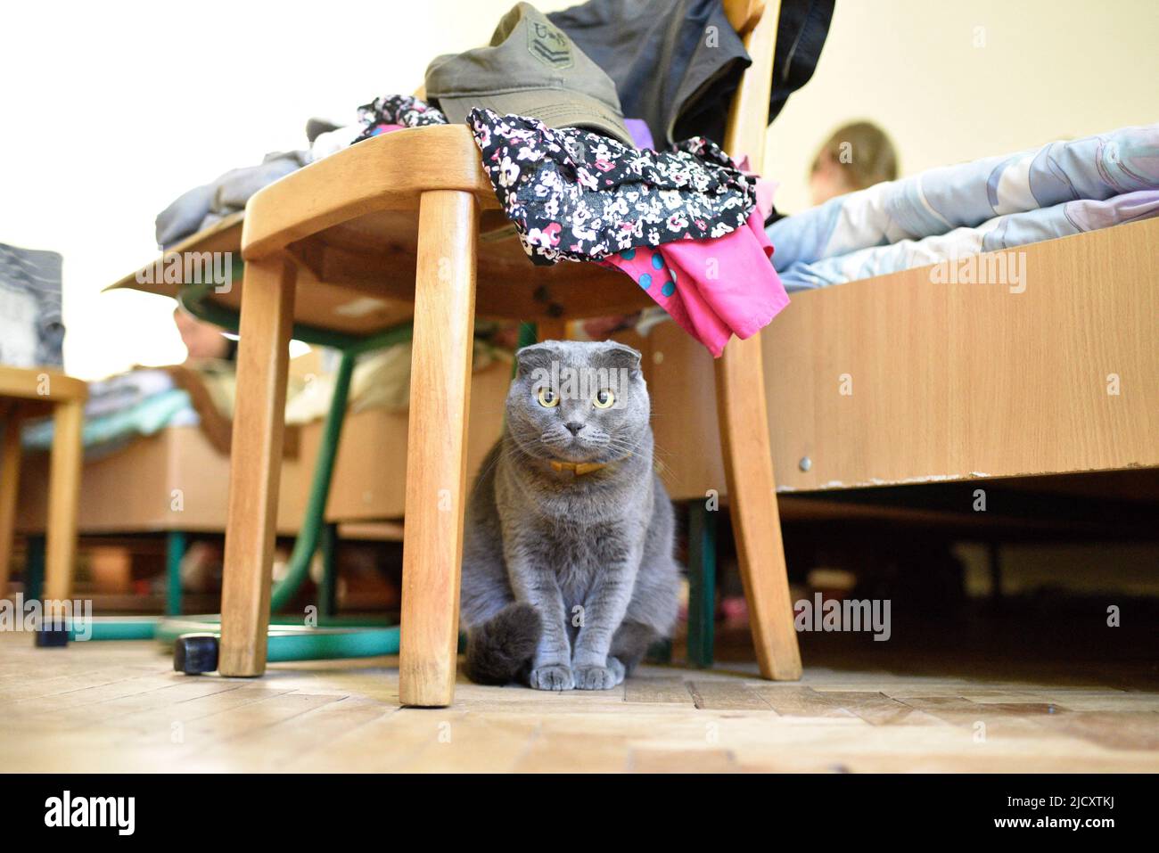 A cat sits under a chair at the Levenia (Lion Cub) education and ...