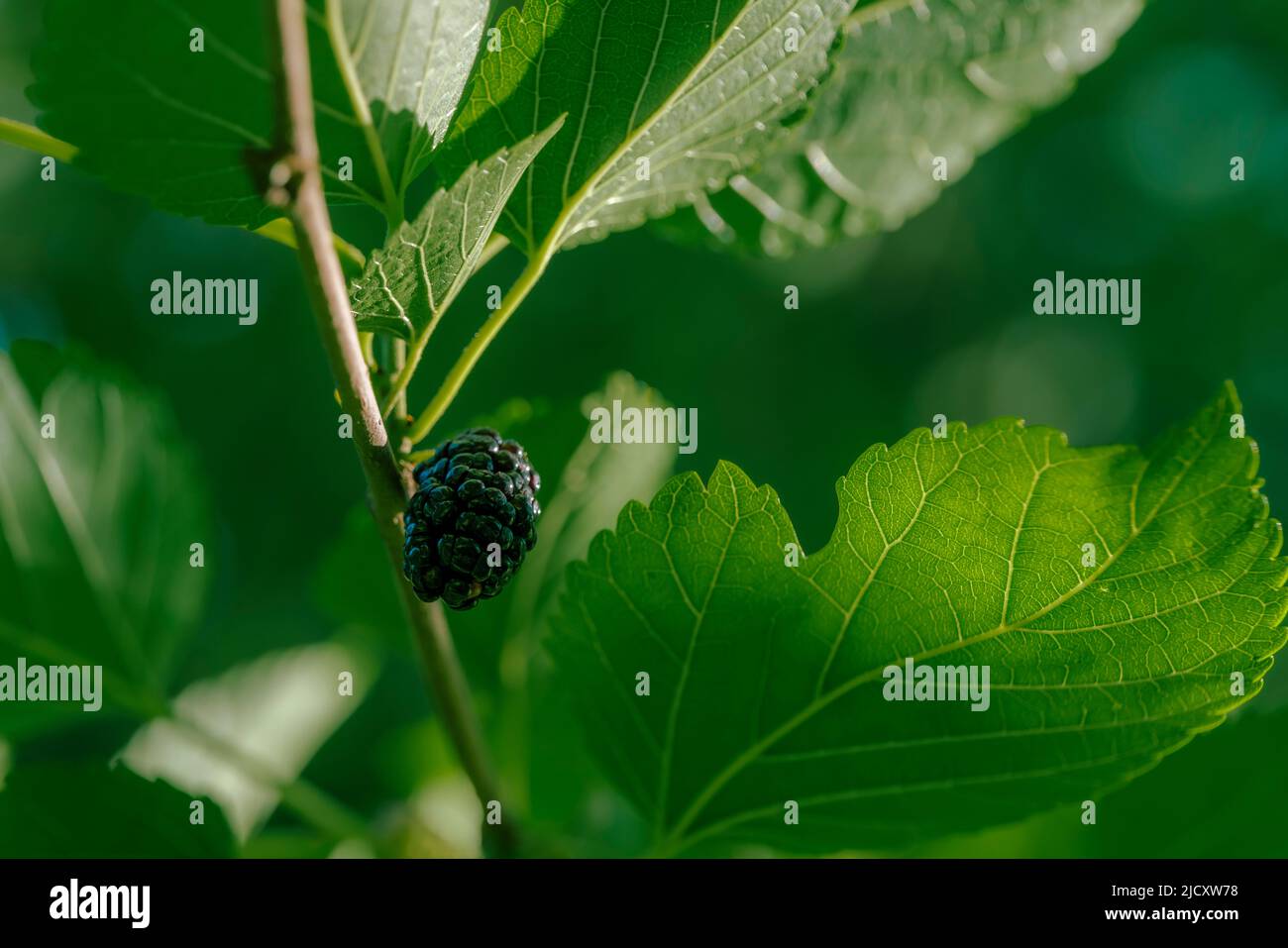Close-Up Of Mulberries Growing On Tree Stock Photo - Alamy