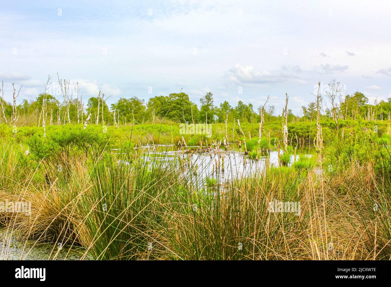 Natural beautiful panorama view with bog moor swamp pond river lake and ...