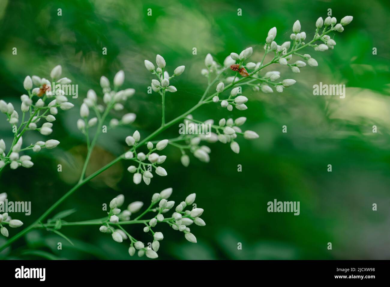 Nature of green leaf in garden at summer. Natural green leaves plants ...