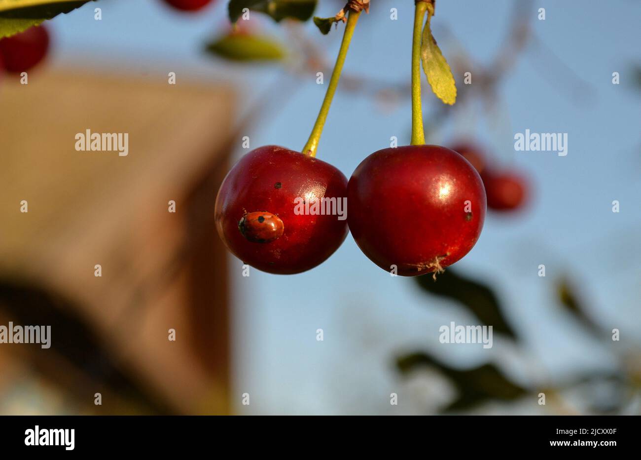 Red ladybug sitting on cherry. High quality Stock Photo - Alamy