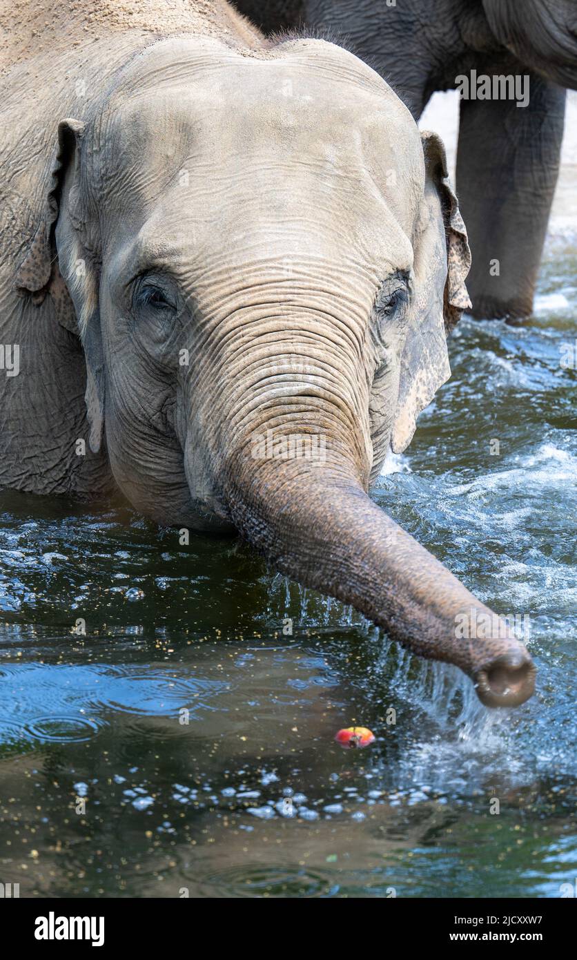 Zoo enclosure shade hi-res stock photography and images - Alamy
