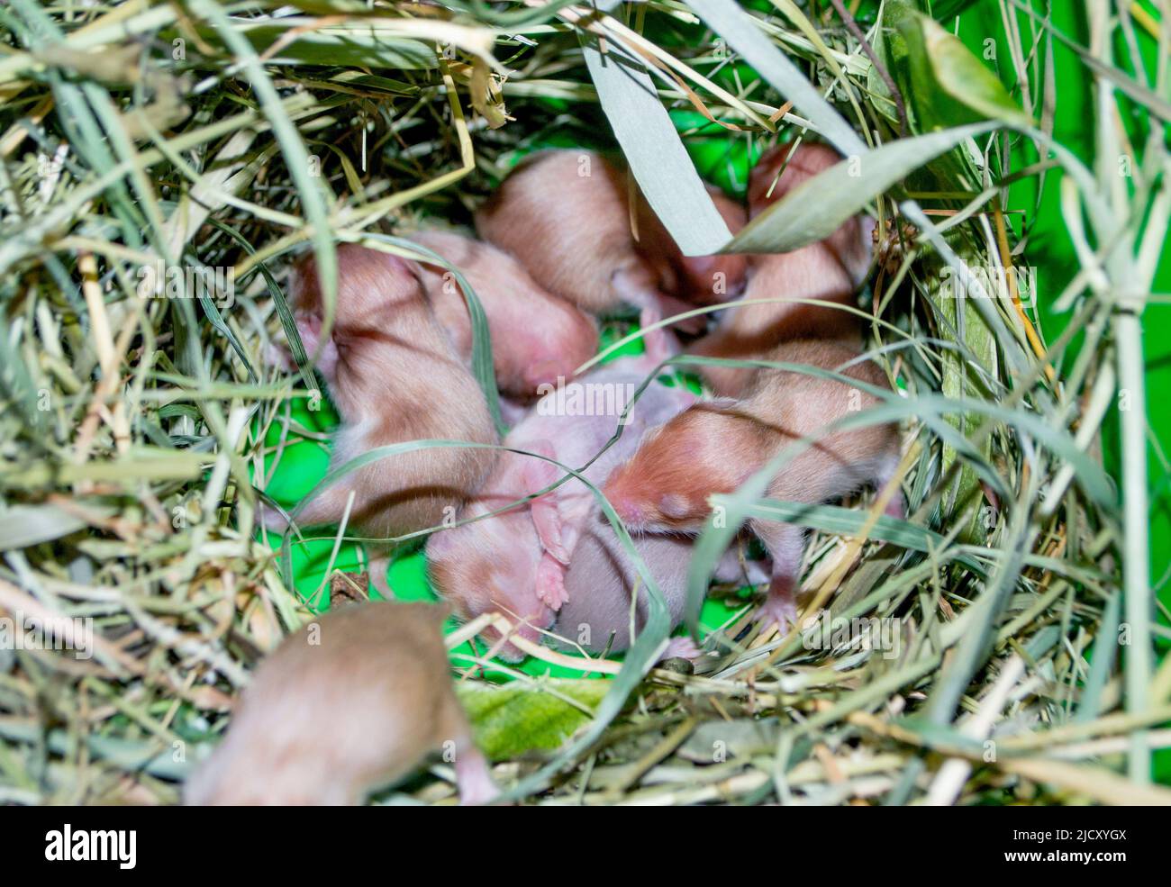 Newborn hamster hi-res stock photography and images - Alamy