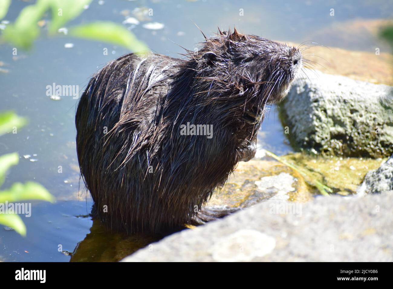 Nutria at a pond Stock Photo - Alamy