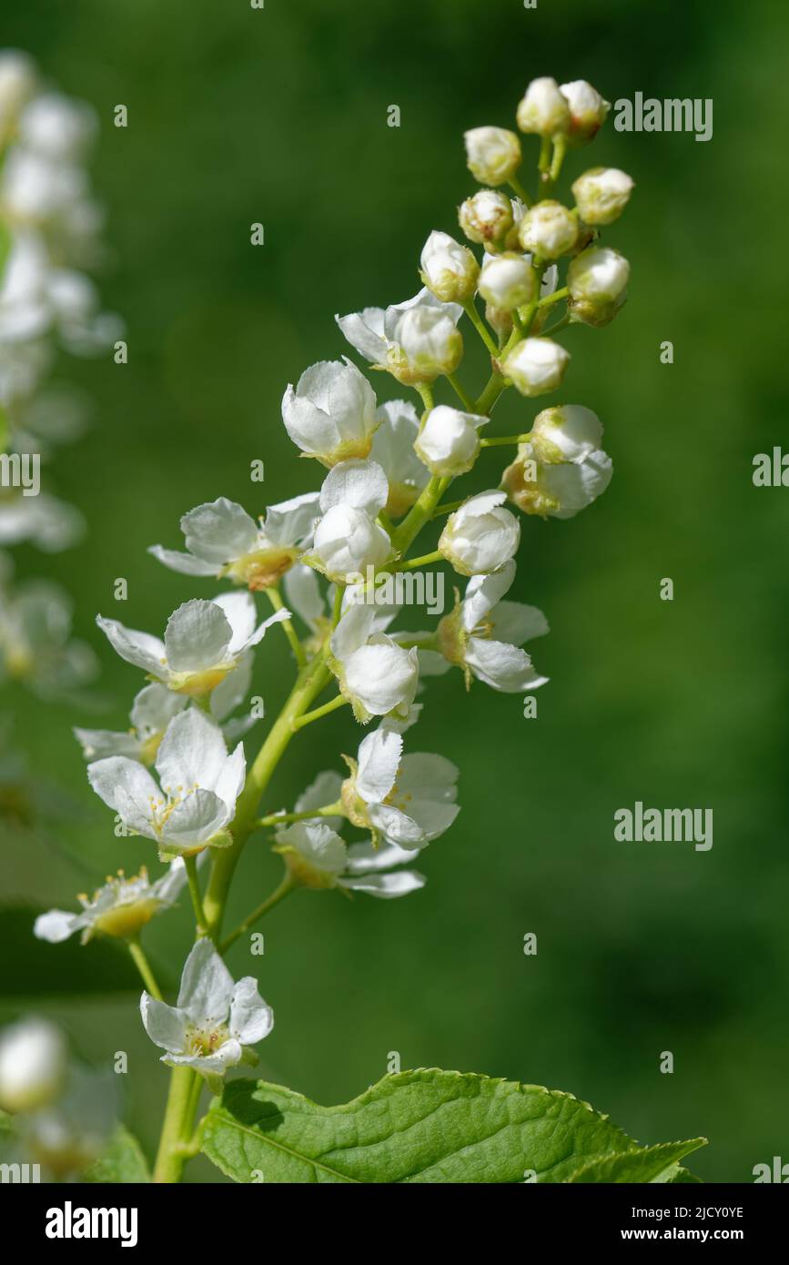 Prunus padus, known as bird cherry, hackberry, hagberry, or Mayday tree ...
