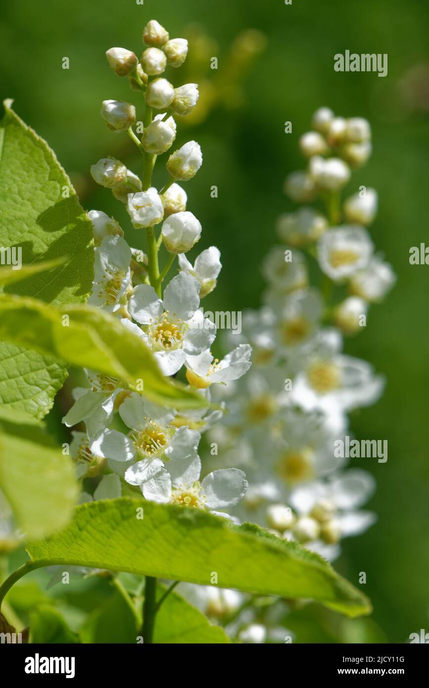 Prunus padus, known as bird cherry, hackberry, hagberry, or Mayday tree ...