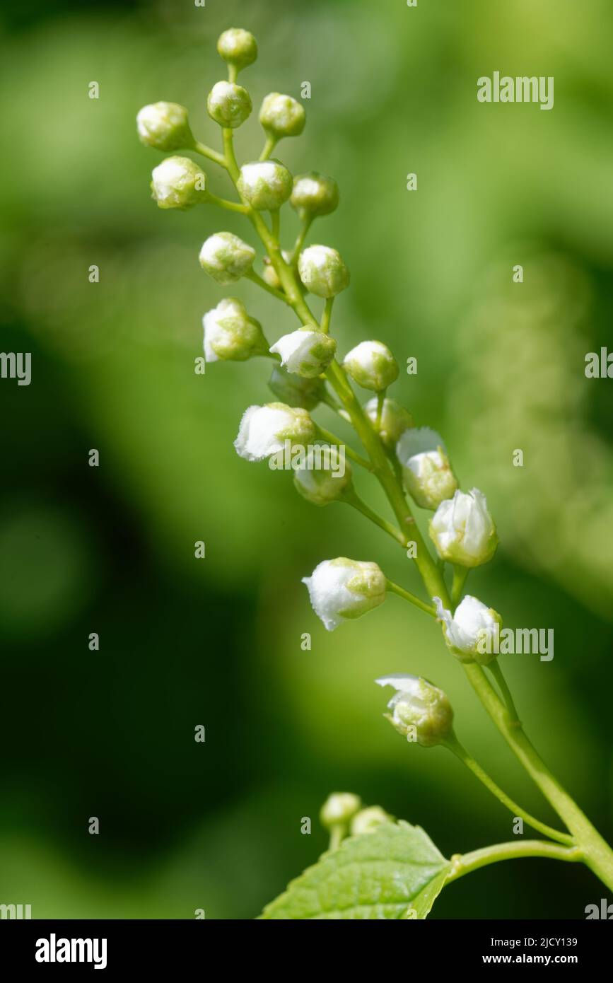 Prunus padus, known as bird cherry, hackberry, hagberry, or Mayday tree ...