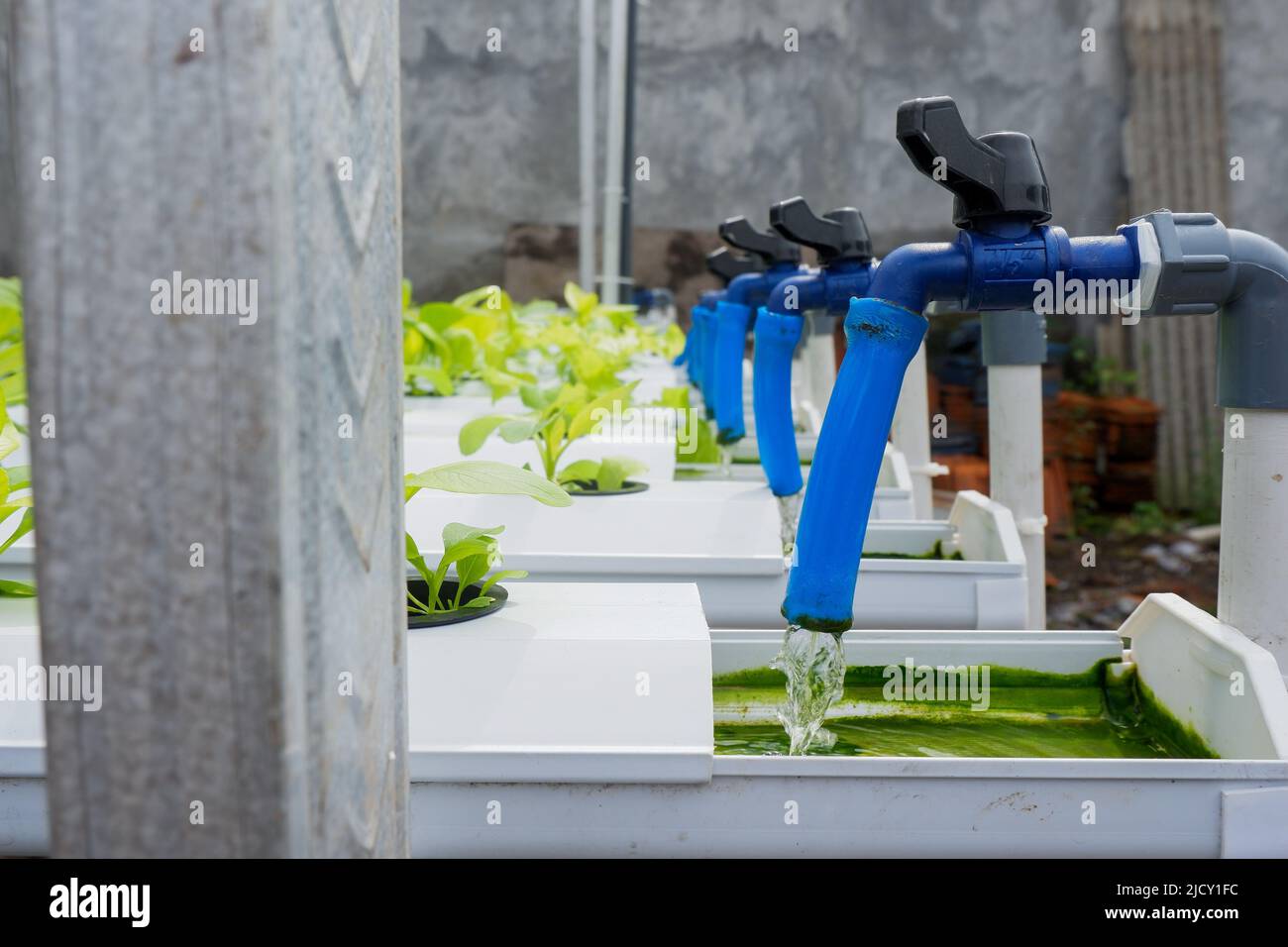irrigation of mustard farming using a hydroponic system Stock Photo - Alamy