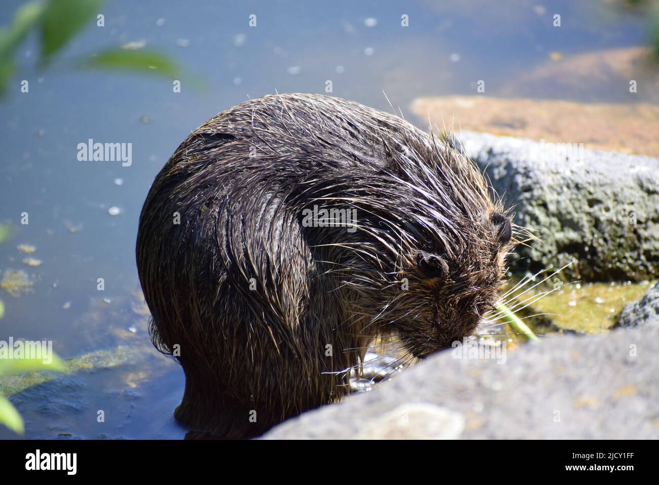 Nutria at a pond Stock Photo - Alamy