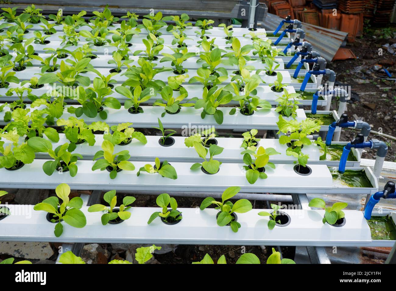 mustard farming using a hydroponic system Stock Photo - Alamy